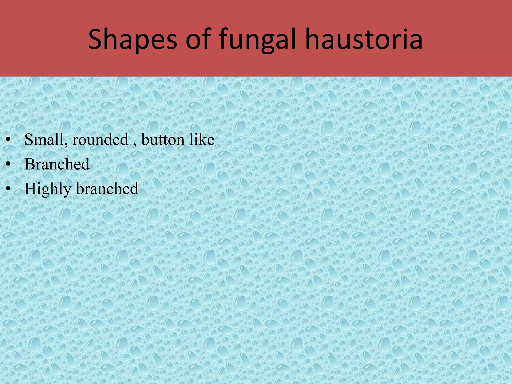 Fungal Haustoria | PPTX