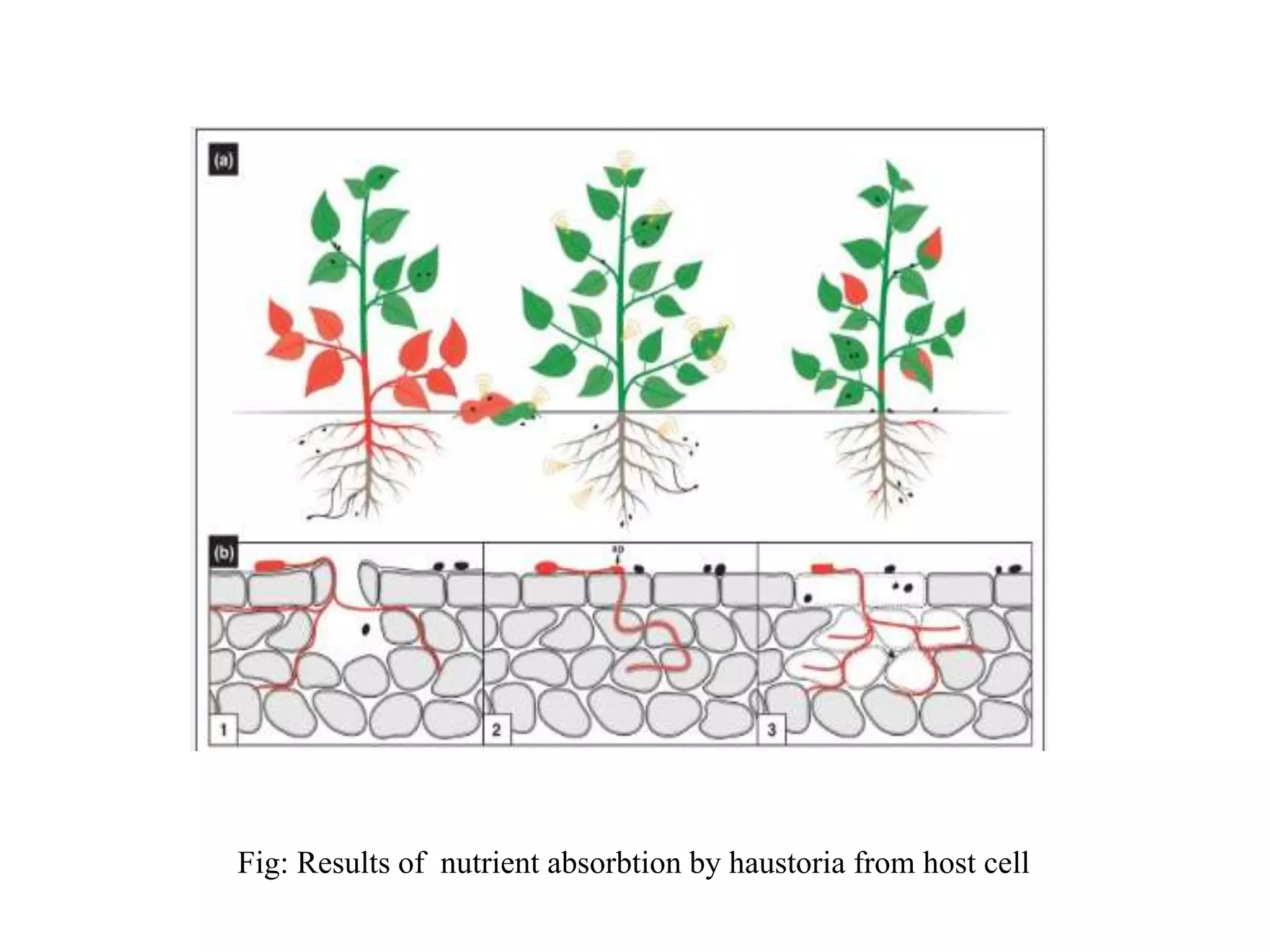 Fungal Haustoria | PPTX