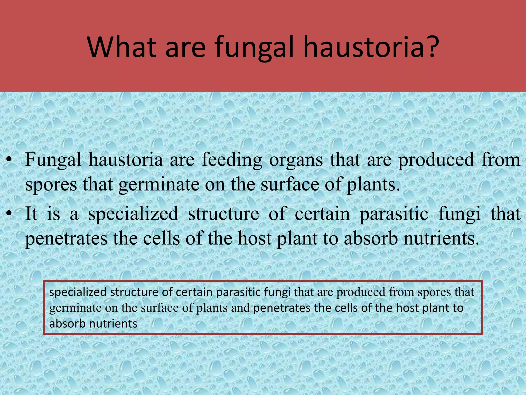 Fungal Haustoria | PPTX