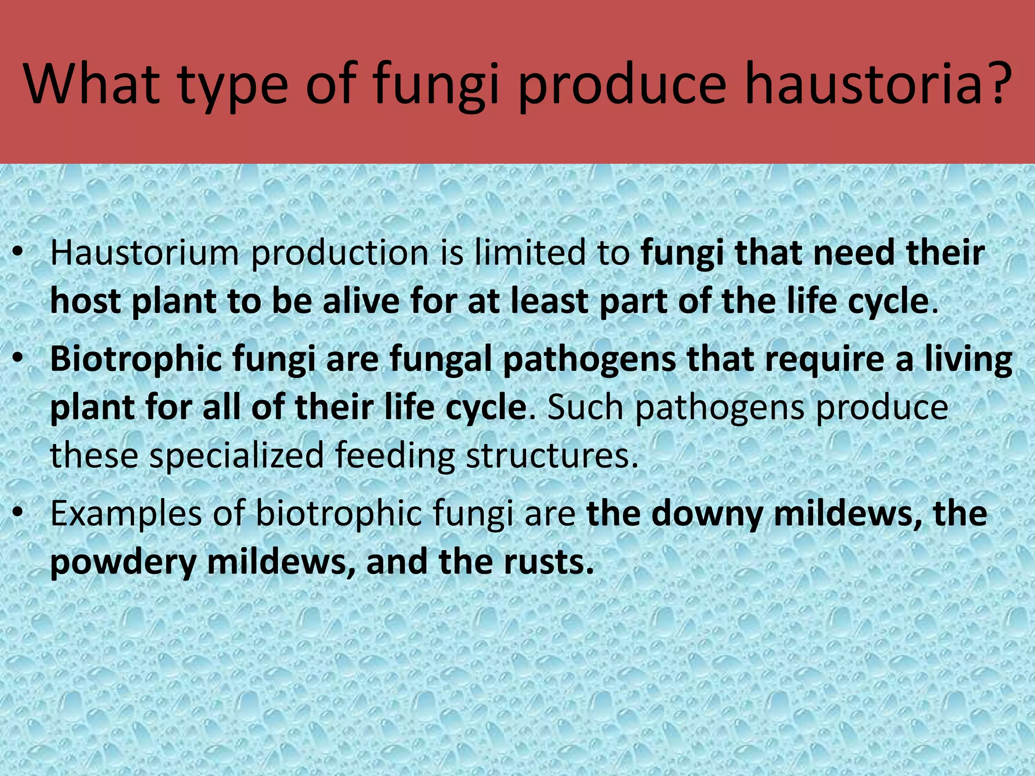 Fungal Haustoria | PPTX