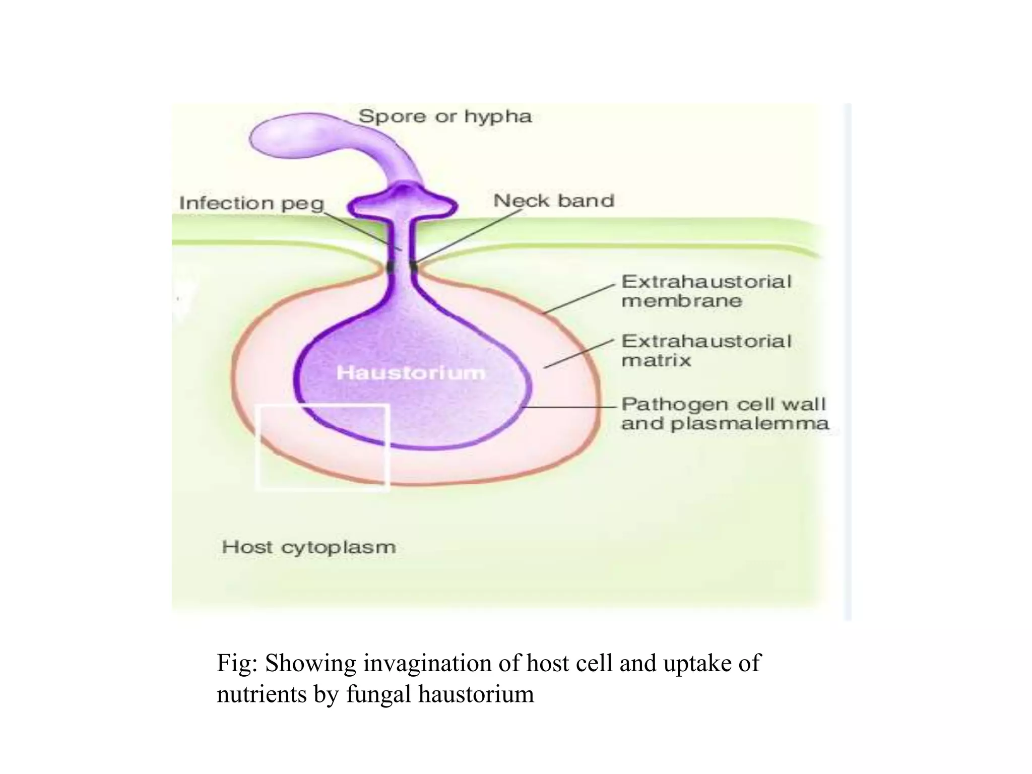 Fungal Haustoria | PPTX