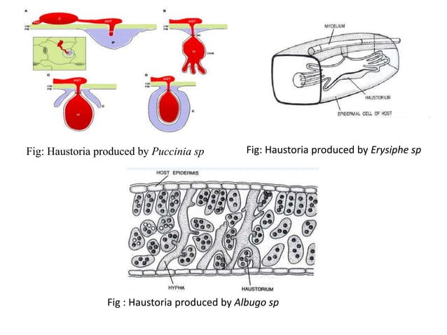 Fungal Haustoria | PPTX
