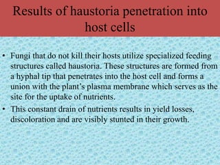 Fungal Haustoria | PPTX
