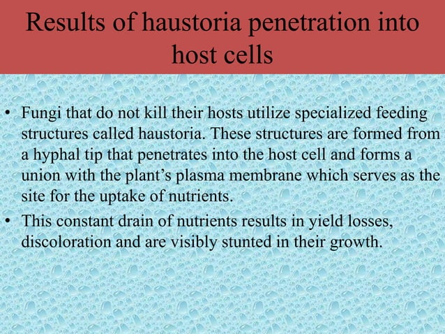 Fungal Haustoria | PPTX