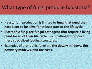 Fungal Haustoria | PPTX