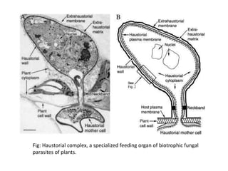 Fungal Haustoria | PPTX