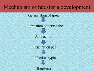 Fungal Haustoria | PPTX