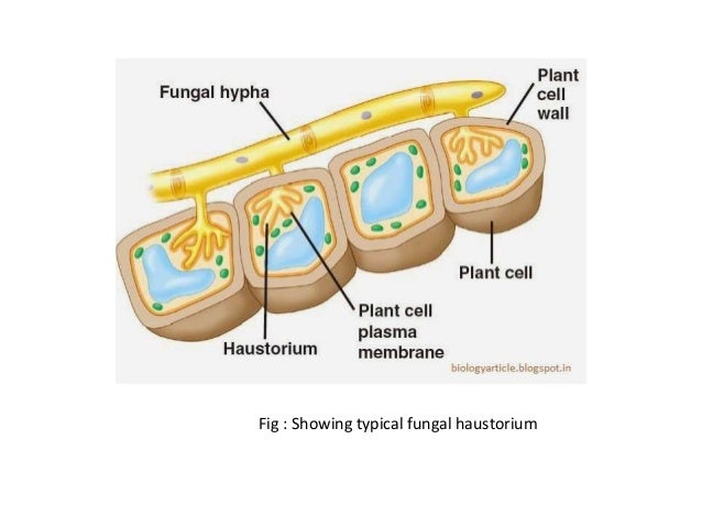 Fungal Haustoria