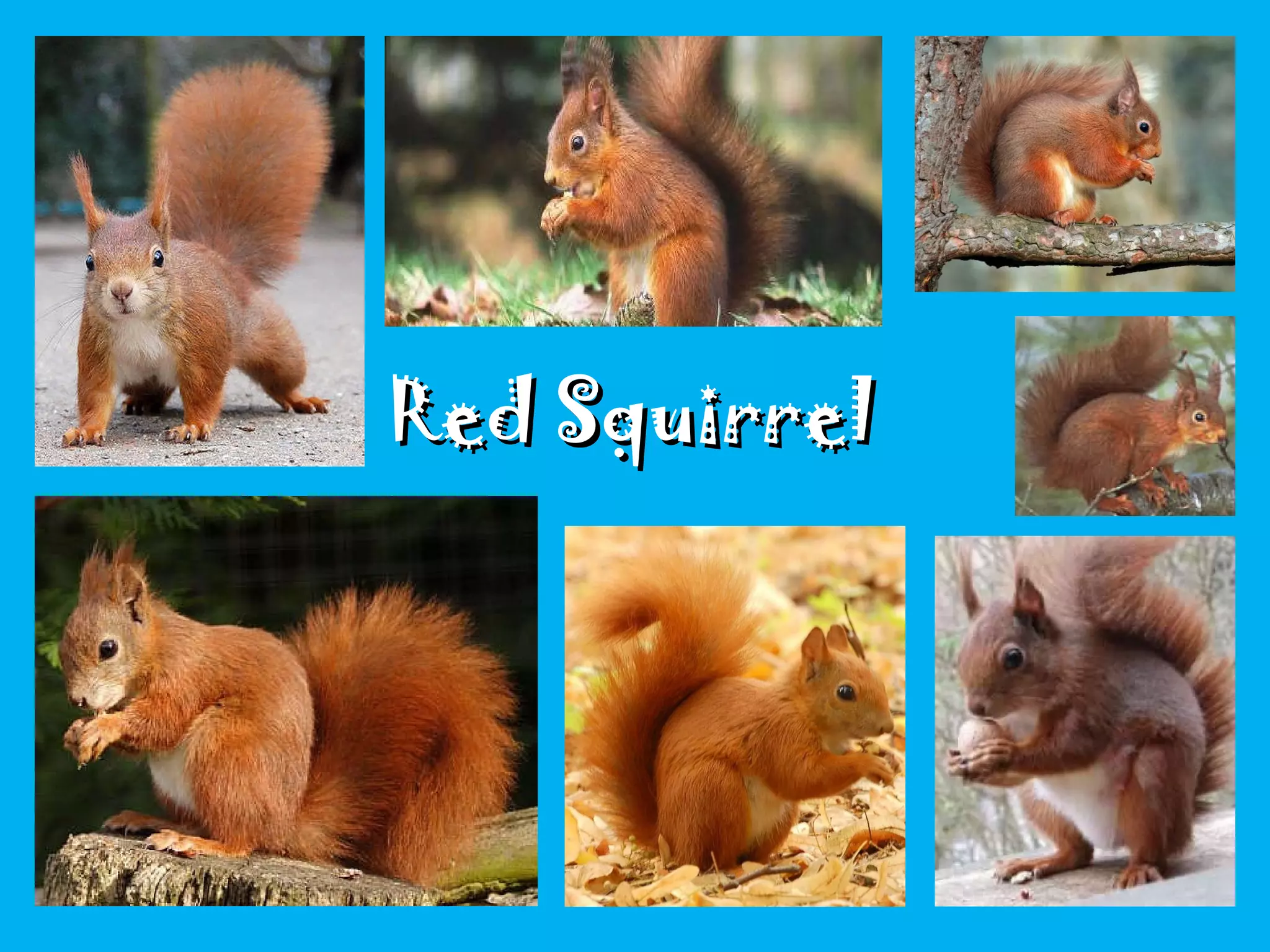 British animals cs | PPT | Birdwatching | Hobbies & Interests