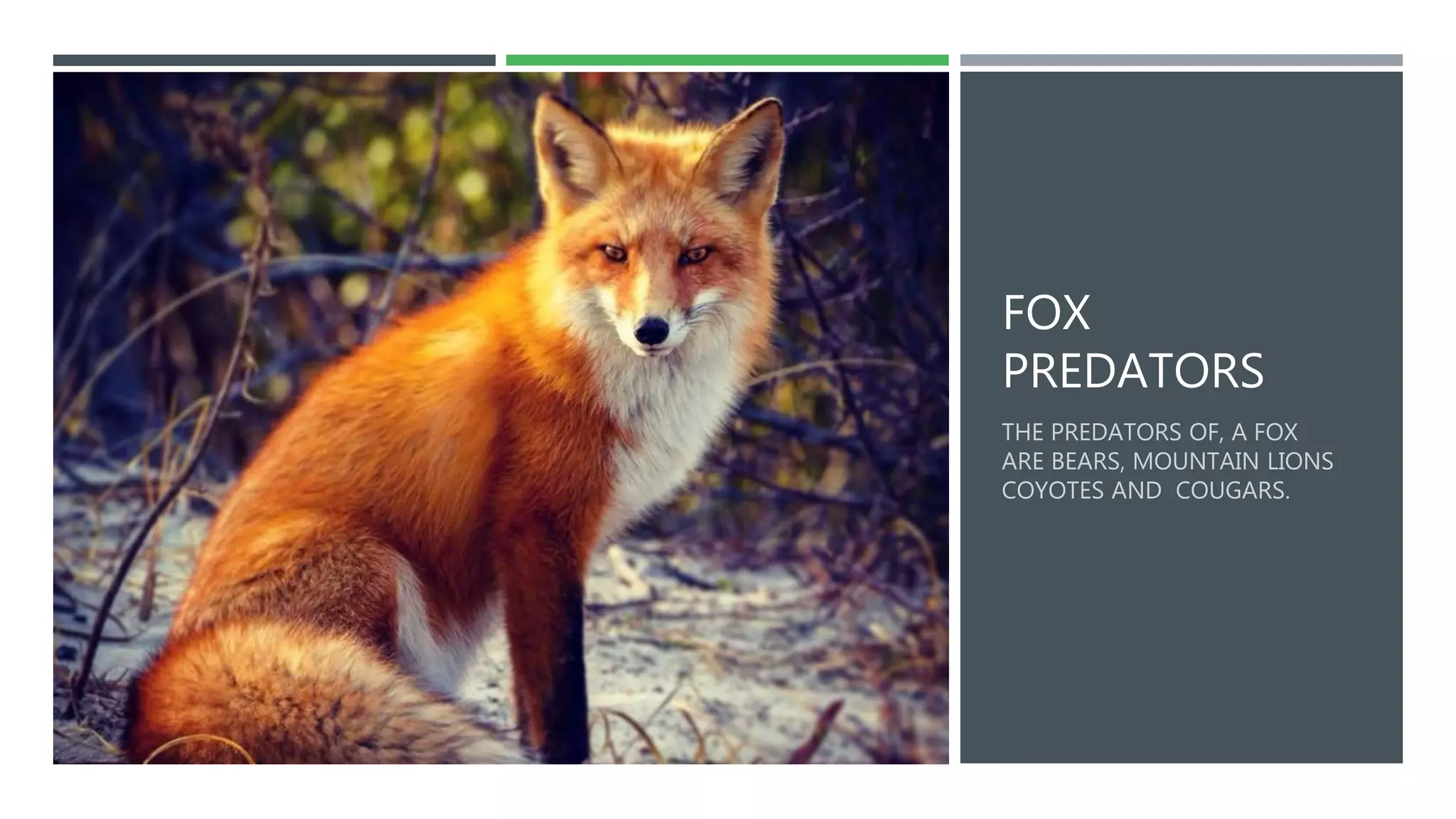 British foxes | PPTX