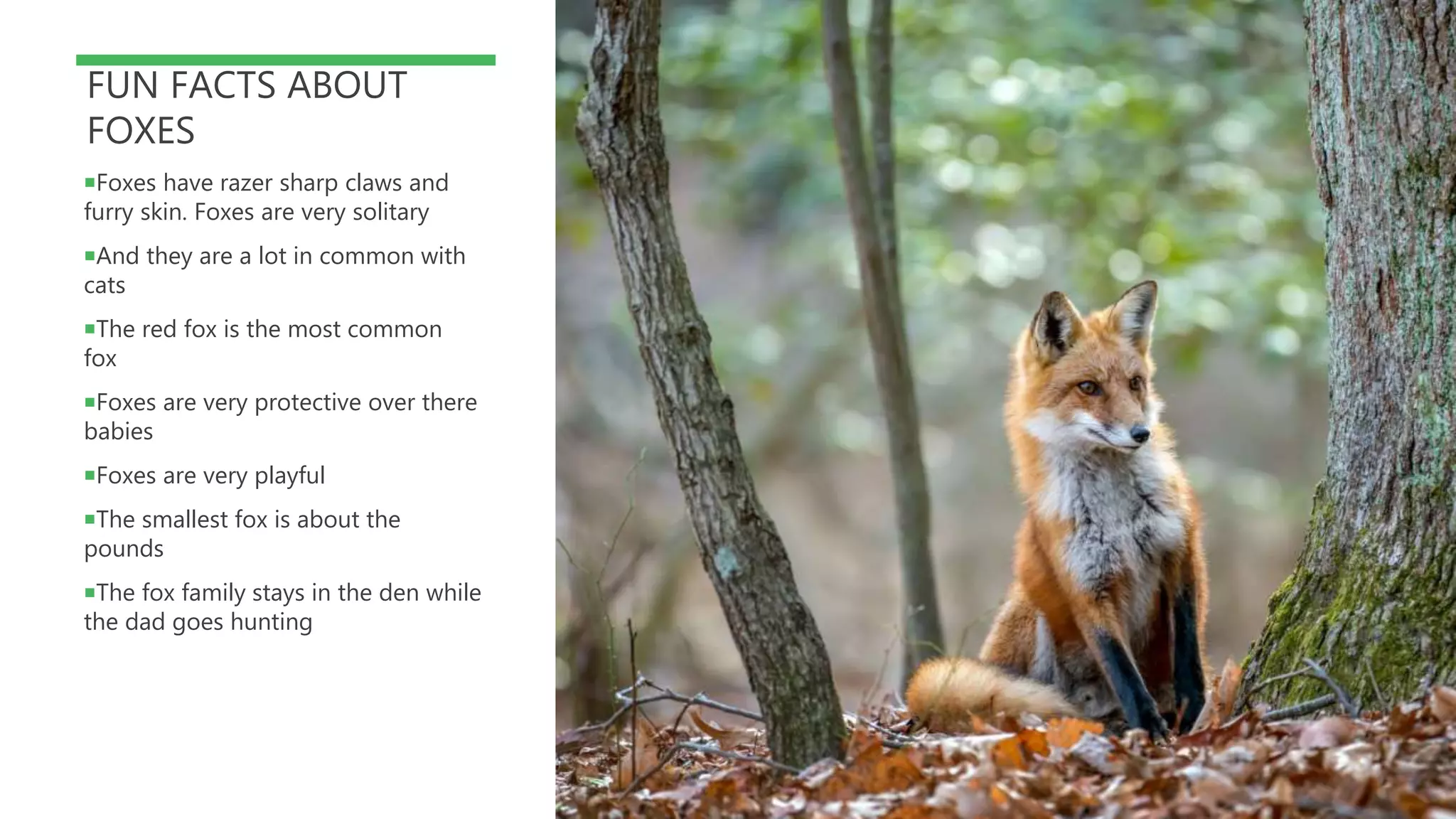 British foxes | PPTX