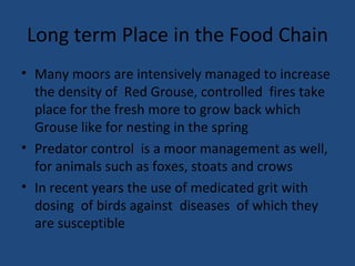 British Red Grouse (Lagopus Lagopus Scoticus) | PPT