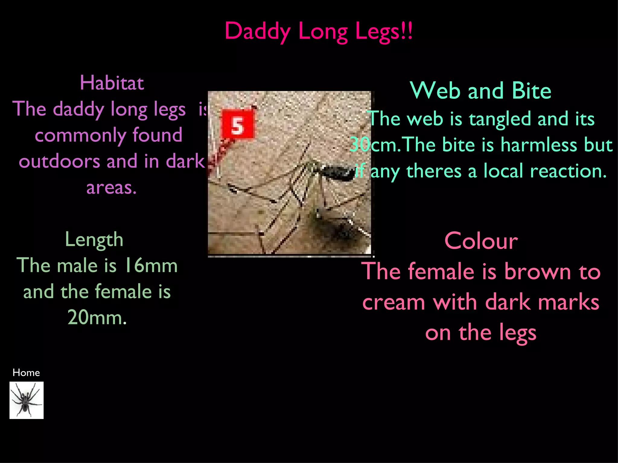 spiders | PPT