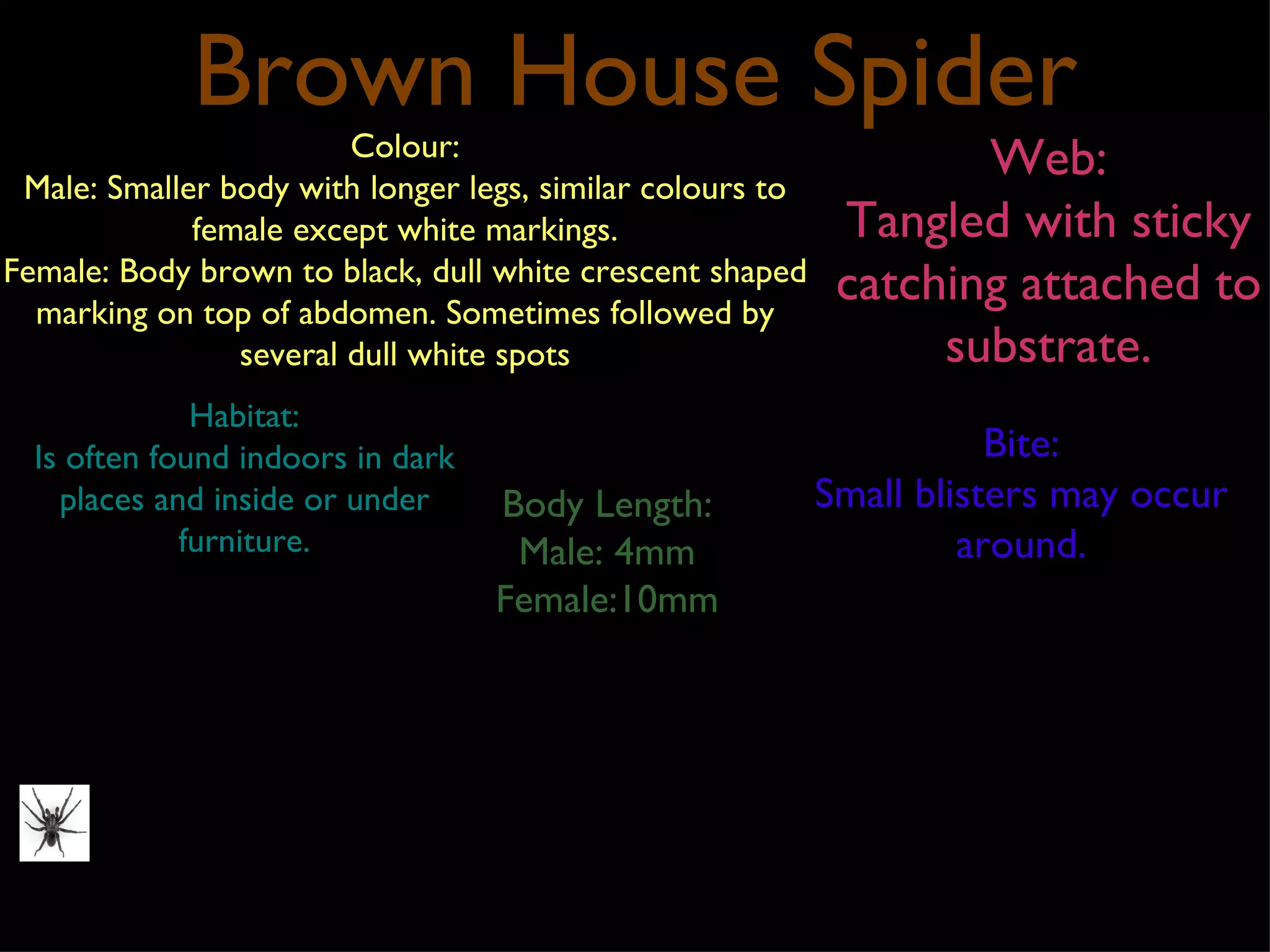 spiders | PPT