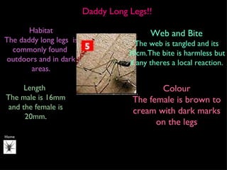 spiders | PPT