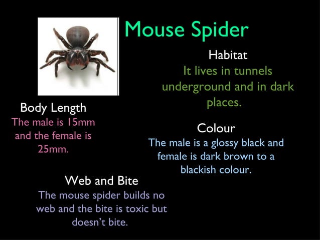 spiders | PPT