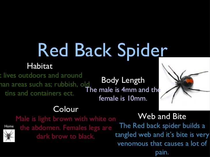 Tarantula Spider Adaptations