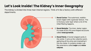 Nephron ppt by navjot singh bsc nursing student | PDF