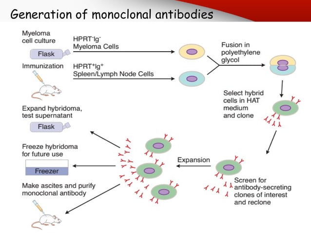 Biological response modifiers | PPT