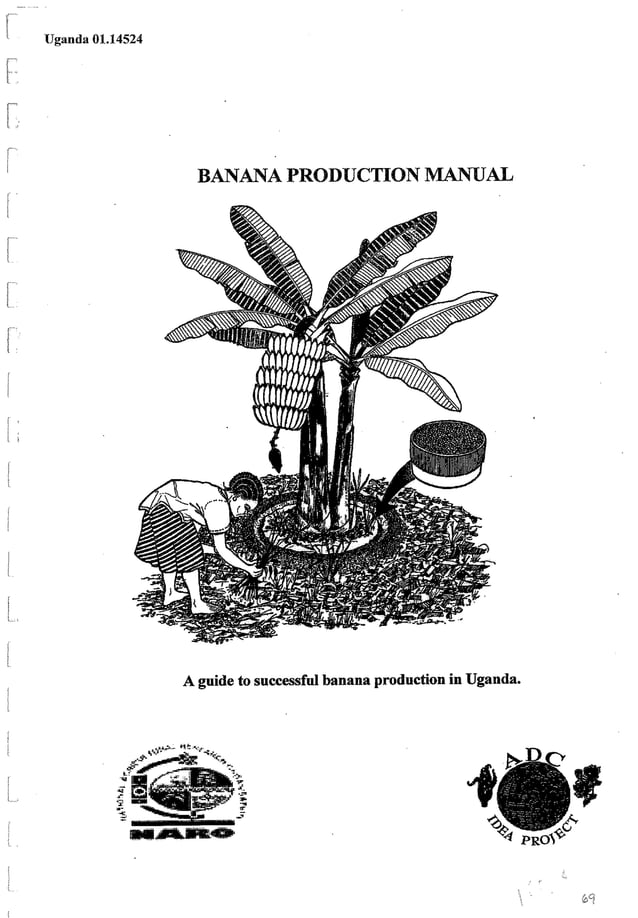Banana production | PDF