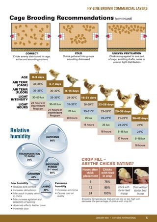HYLINE BROWN LAYER EGG MANUAL | PDF