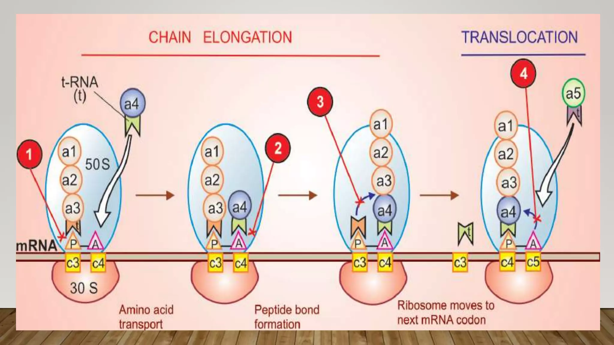 Broad spectrum antibiotics | PPTX