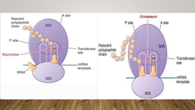 Broad spectrum antibiotics | PPTX | Infectious Diseases | Diseases and ...