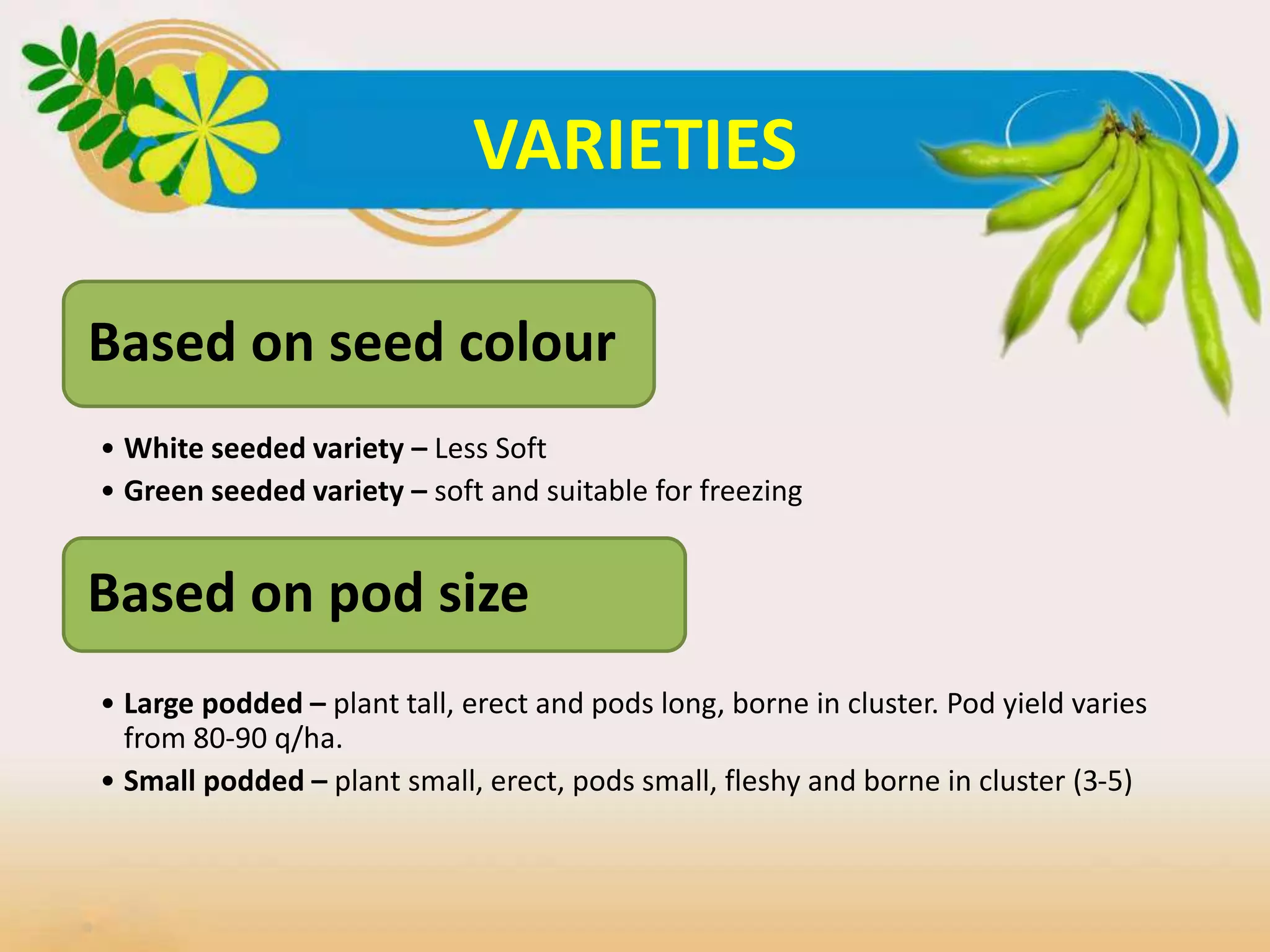 Broad bean by harmanjeet | PPTX