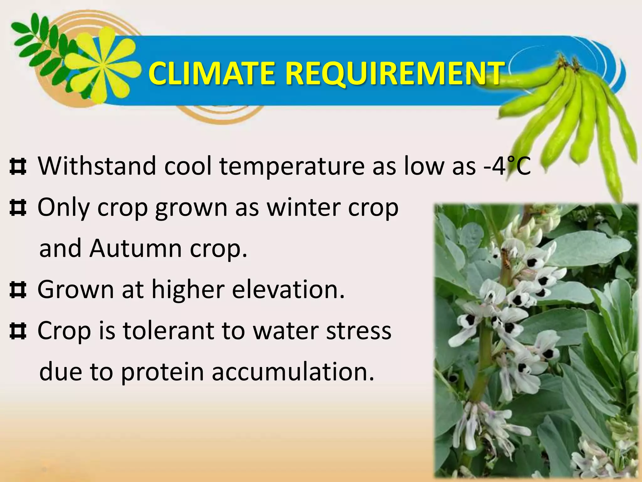 Broad bean by harmanjeet | PPTX