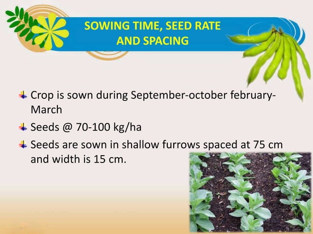 Broad bean by harmanjeet | PPTX