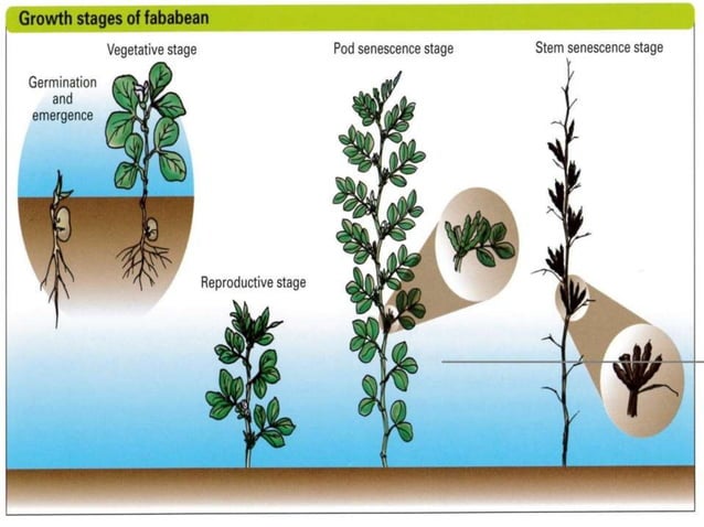 Broad bean by harmanjeet | PPTX
