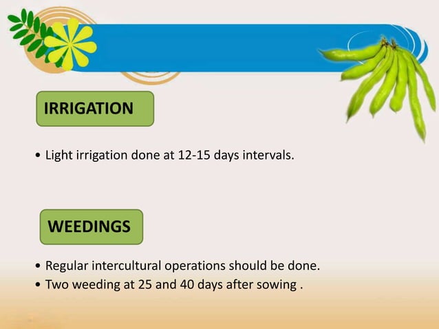 Broad bean by harmanjeet | PPTX