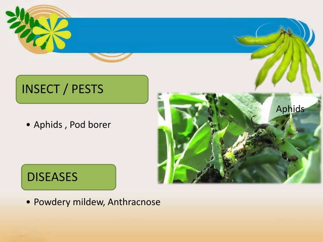 Broad bean by harmanjeet | PPTX