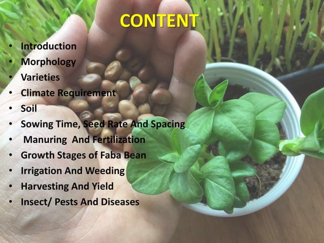 Broad bean by harmanjeet | PPTX