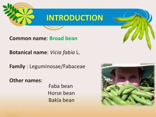Broad bean by harmanjeet | PPTX