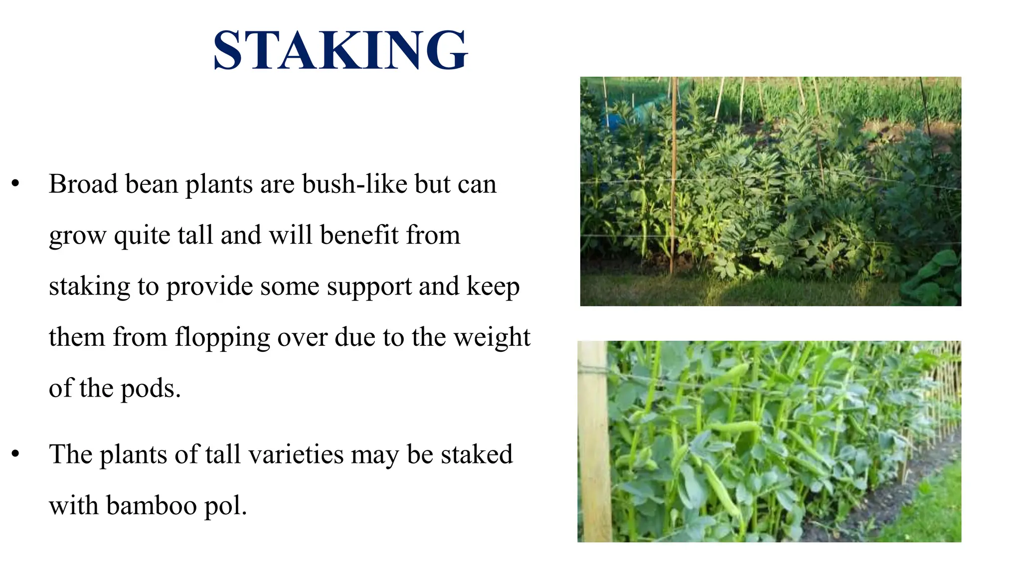 Broad bean, Lima Bean, Jack bean, Ullucus.pptx