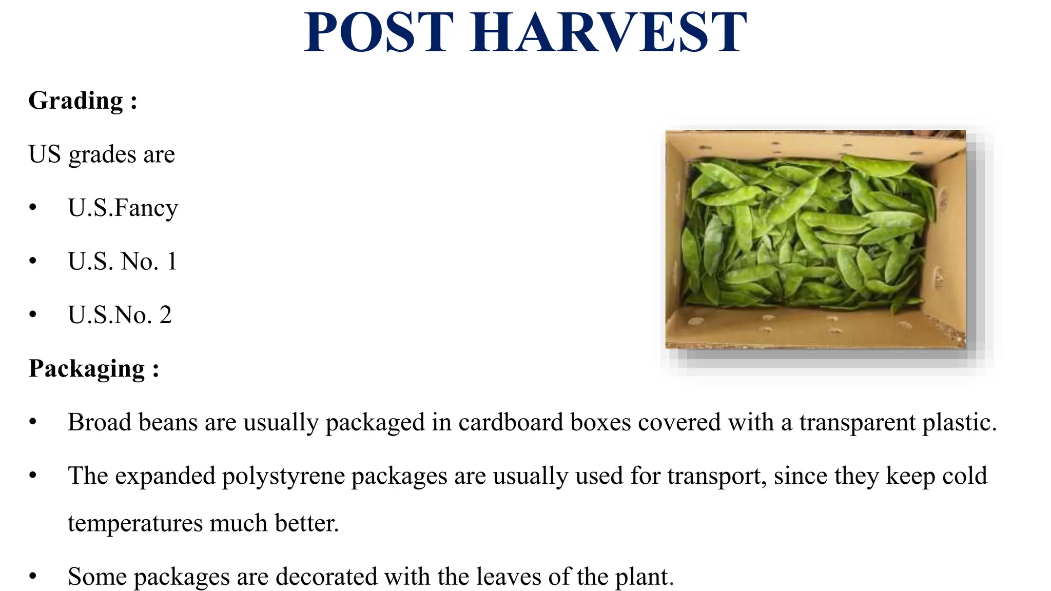 Broad bean, Lima Bean, Jack bean, Ullucus.pptx