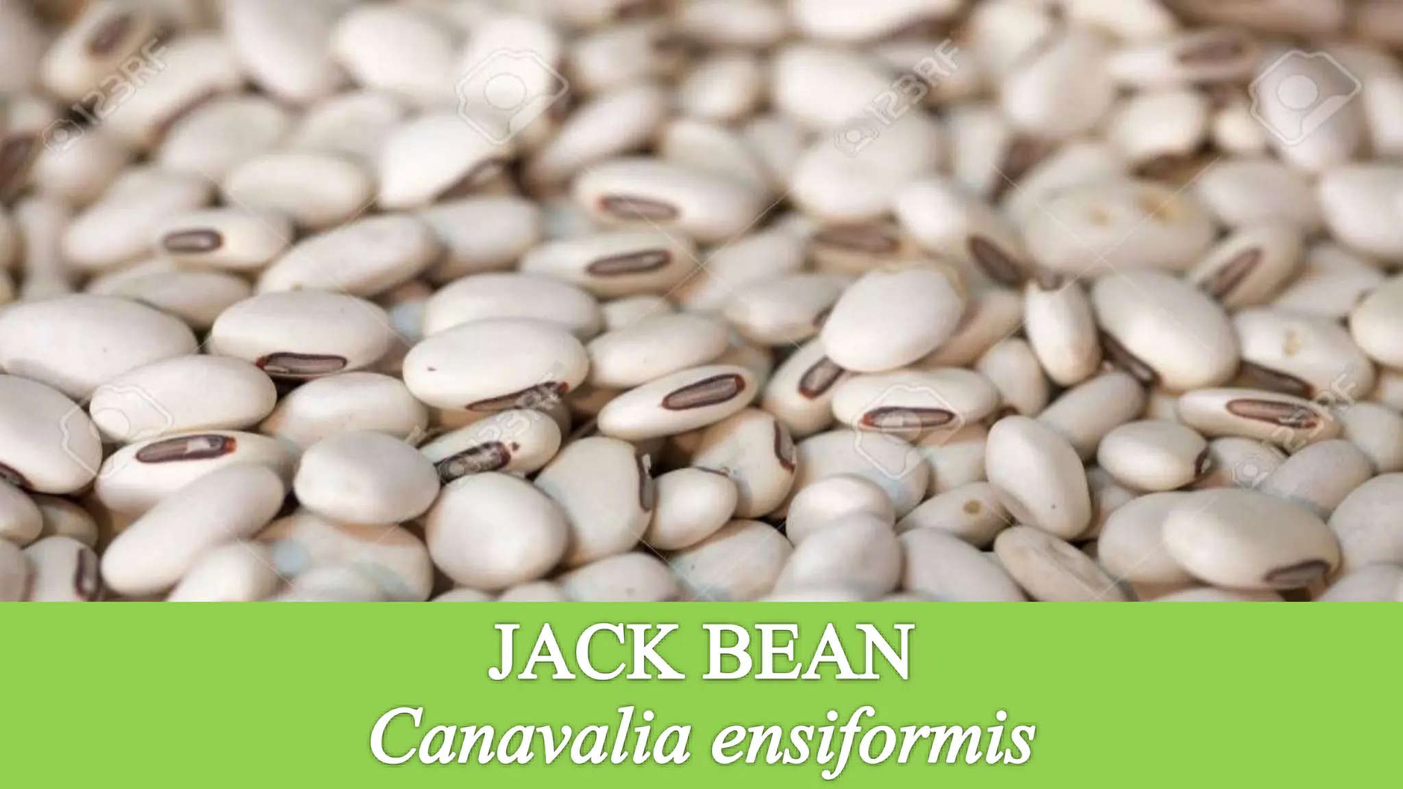 Broad bean, Lima Bean, Jack bean, Ullucus.pptx