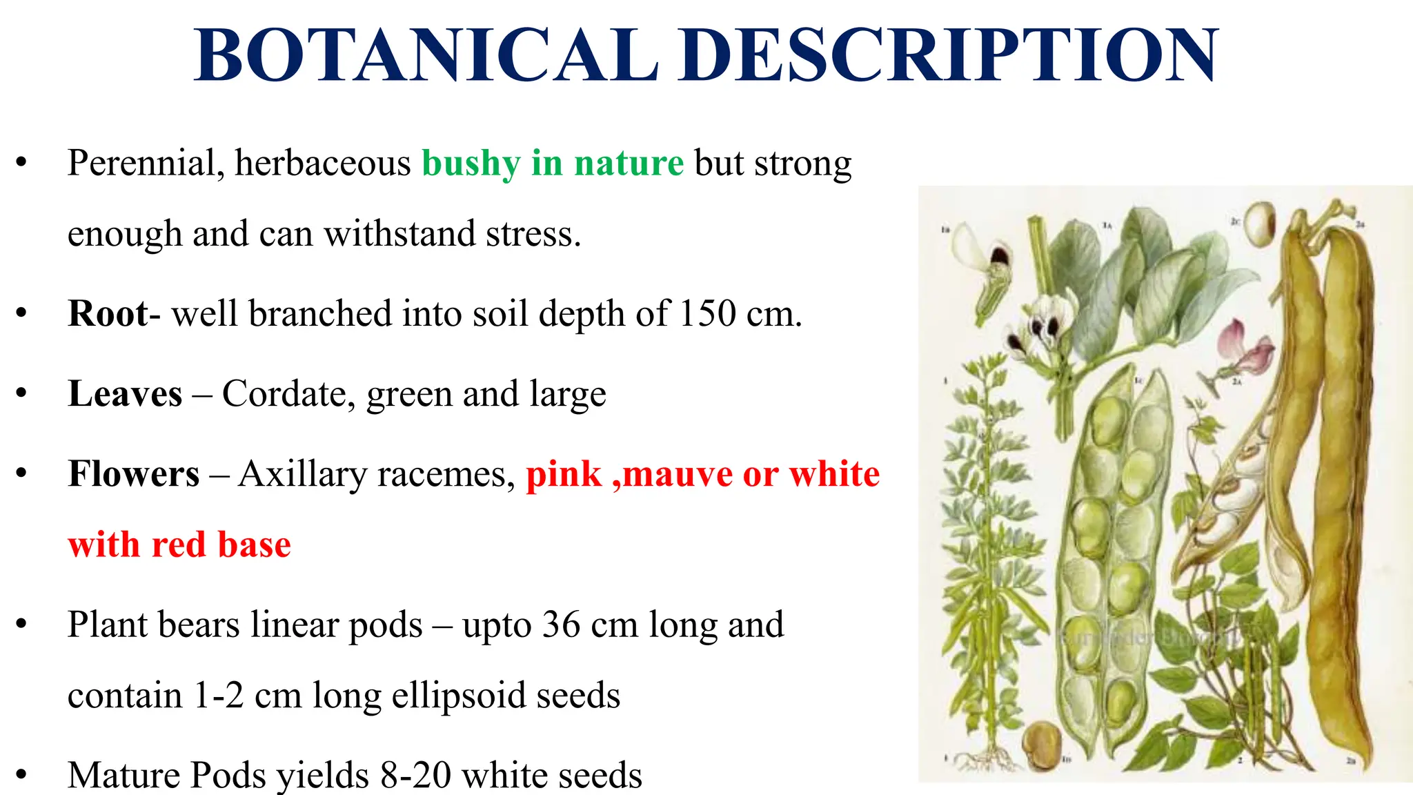 Broad bean, Lima Bean, Jack bean, Ullucus.pptx