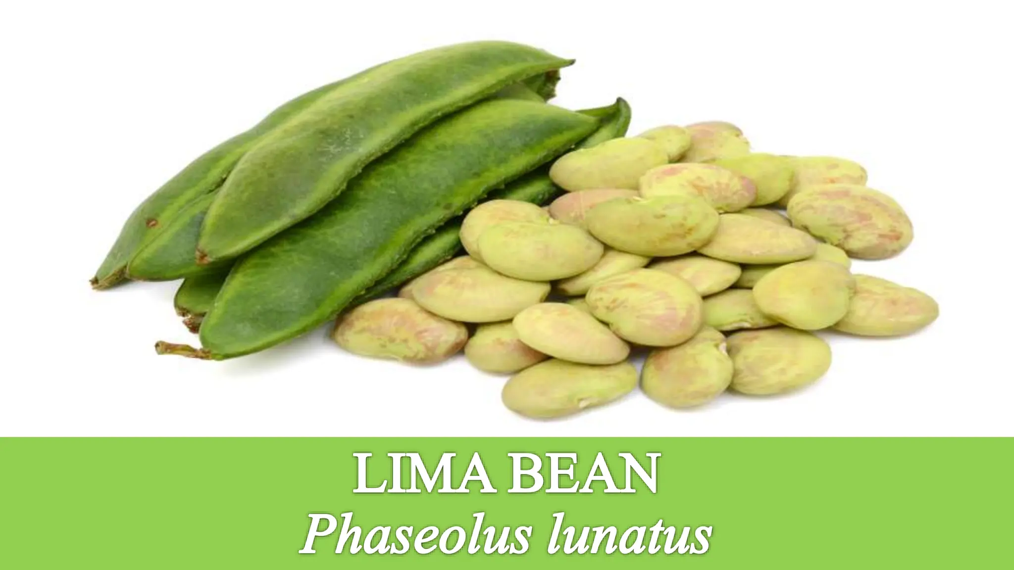 Broad bean, Lima Bean, Jack bean, Ullucus.pptx