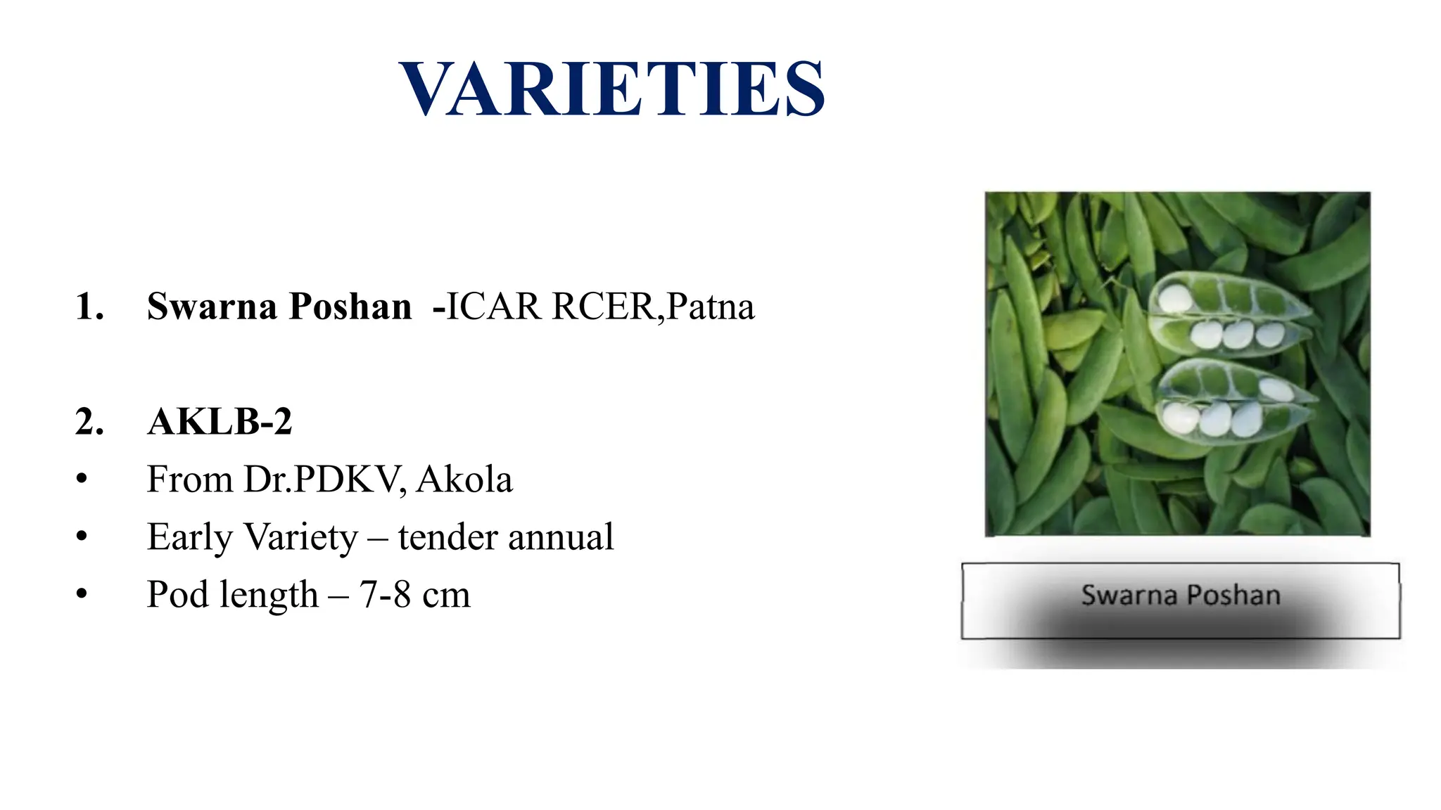 Broad bean, Lima Bean, Jack bean, Ullucus.pptx