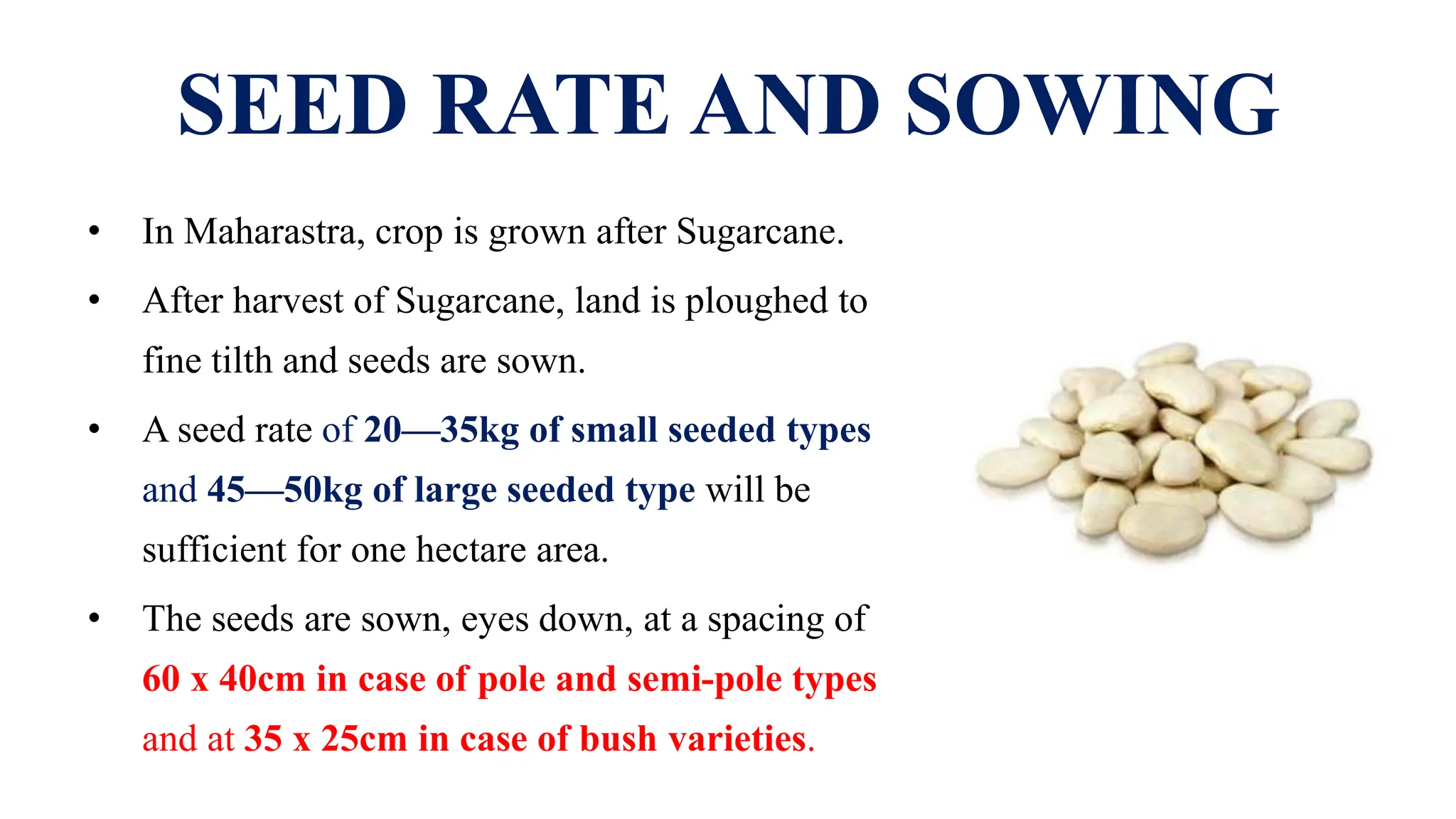 Broad bean, Lima Bean, Jack bean, Ullucus.pptx