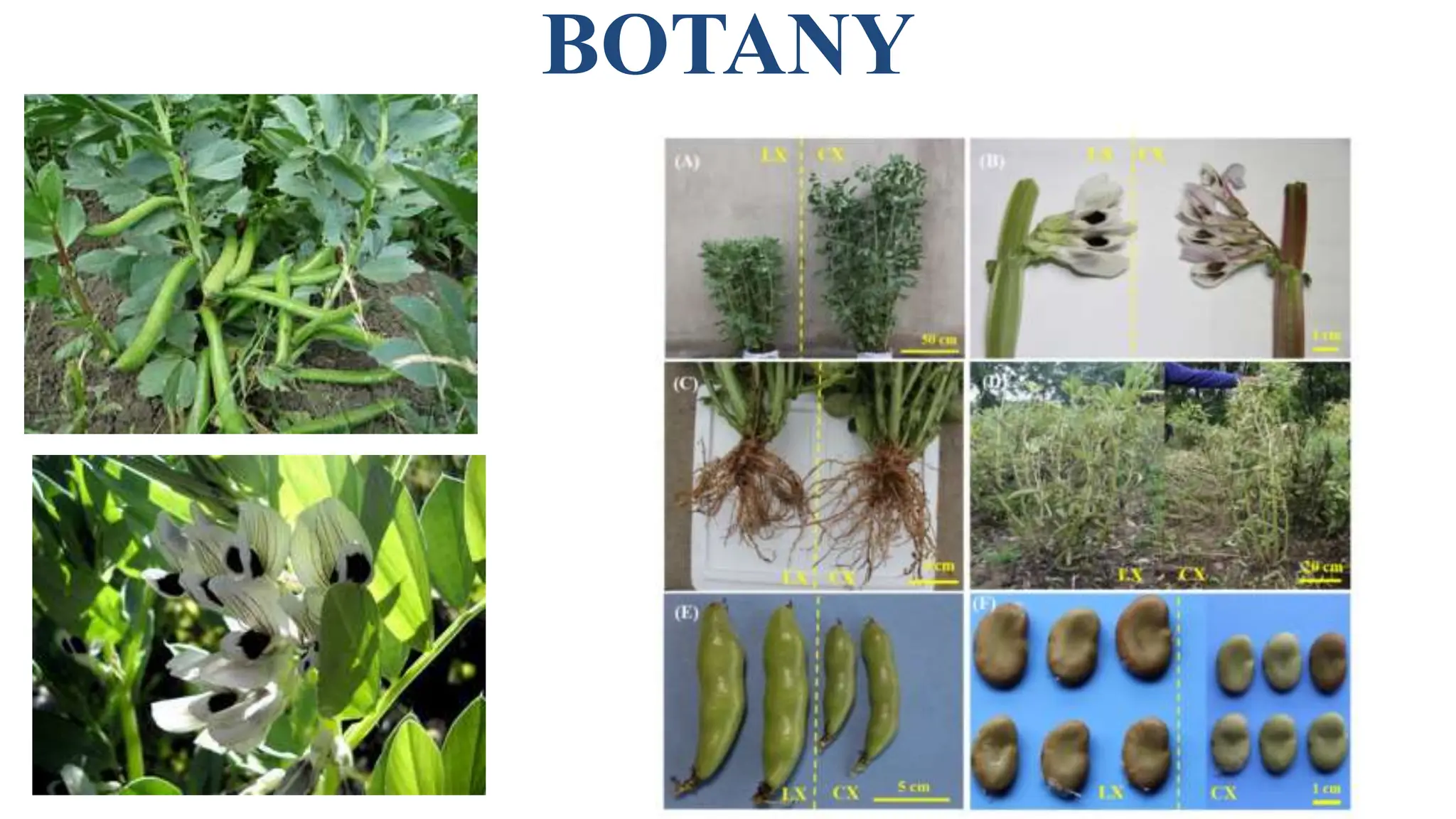 Broad bean, Lima Bean, Jack bean, Ullucus.pptx