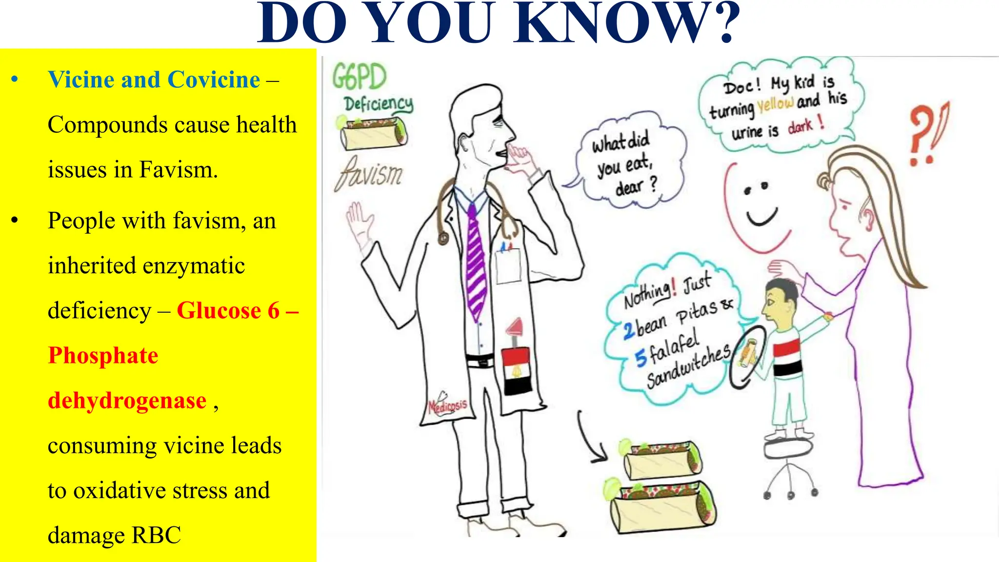 Broad bean, Lima Bean, Jack bean, Ullucus.pptx