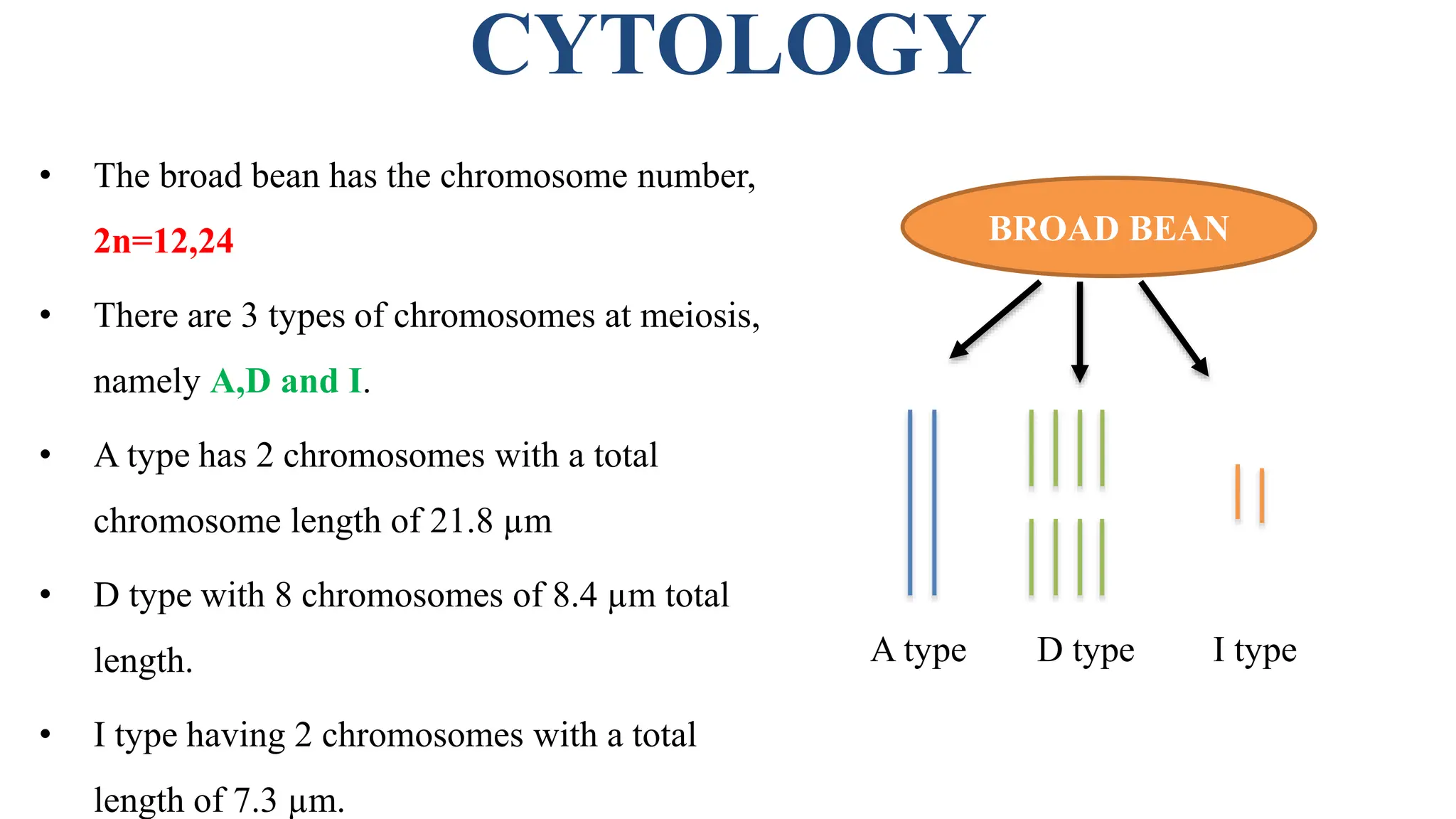 Broad bean, Lima Bean, Jack bean, Ullucus.pptx