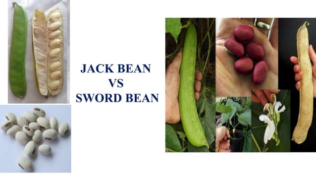 Broad bean, Lima Bean, Jack bean, Ullucus.pptx
