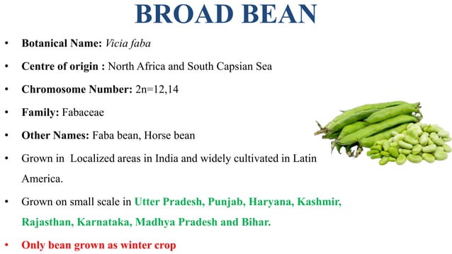 Broad bean, Lima Bean, Jack bean, Ullucus.pptx