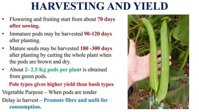 Broad bean, Lima Bean, Jack bean, Ullucus.pptx