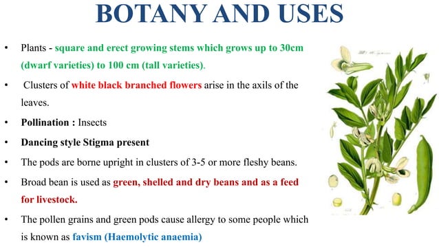 Broad bean, Lima Bean, Jack bean, Ullucus.pptx