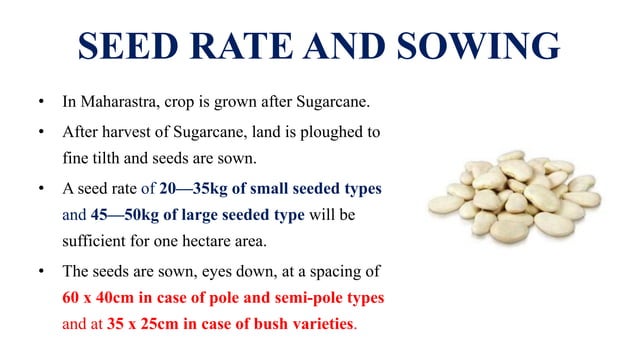 Broad bean, Lima Bean, Jack bean, Ullucus.pptx